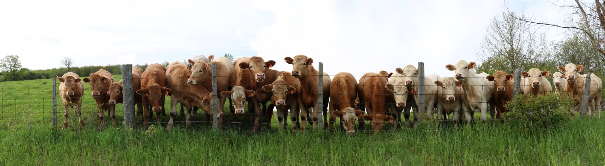 Rain Tanks | Using a Rainwater Harvesting System for Livestock