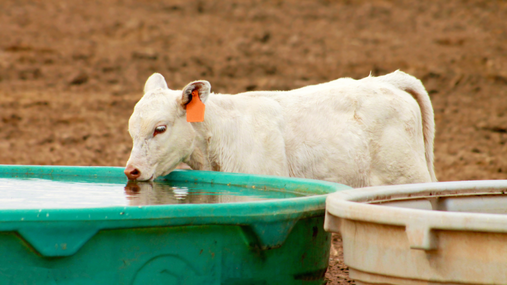 Water Tank Buying Guide